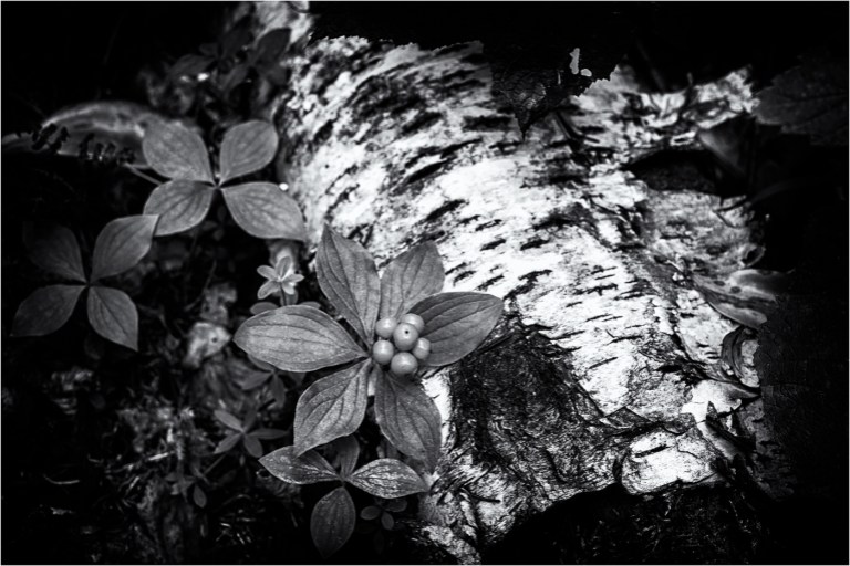 Daryl Bell | Bridge Lake Photo Group