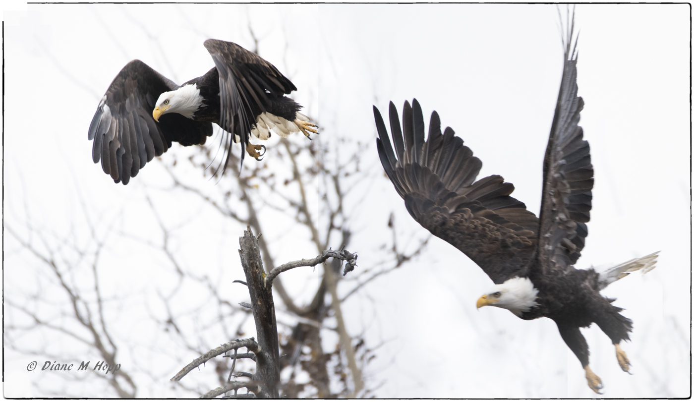 Two Eagles in Flight | Bridge Lake Photo Group