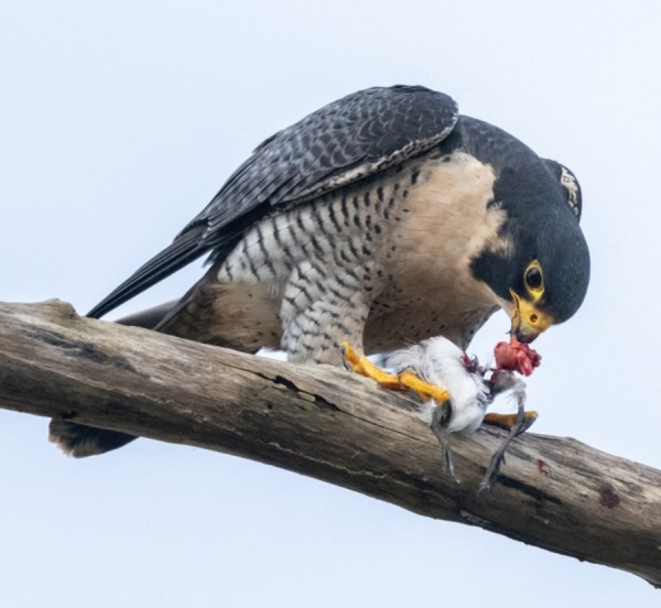 Bridge Lake Photo Group | We look at the world through a lens – and ...